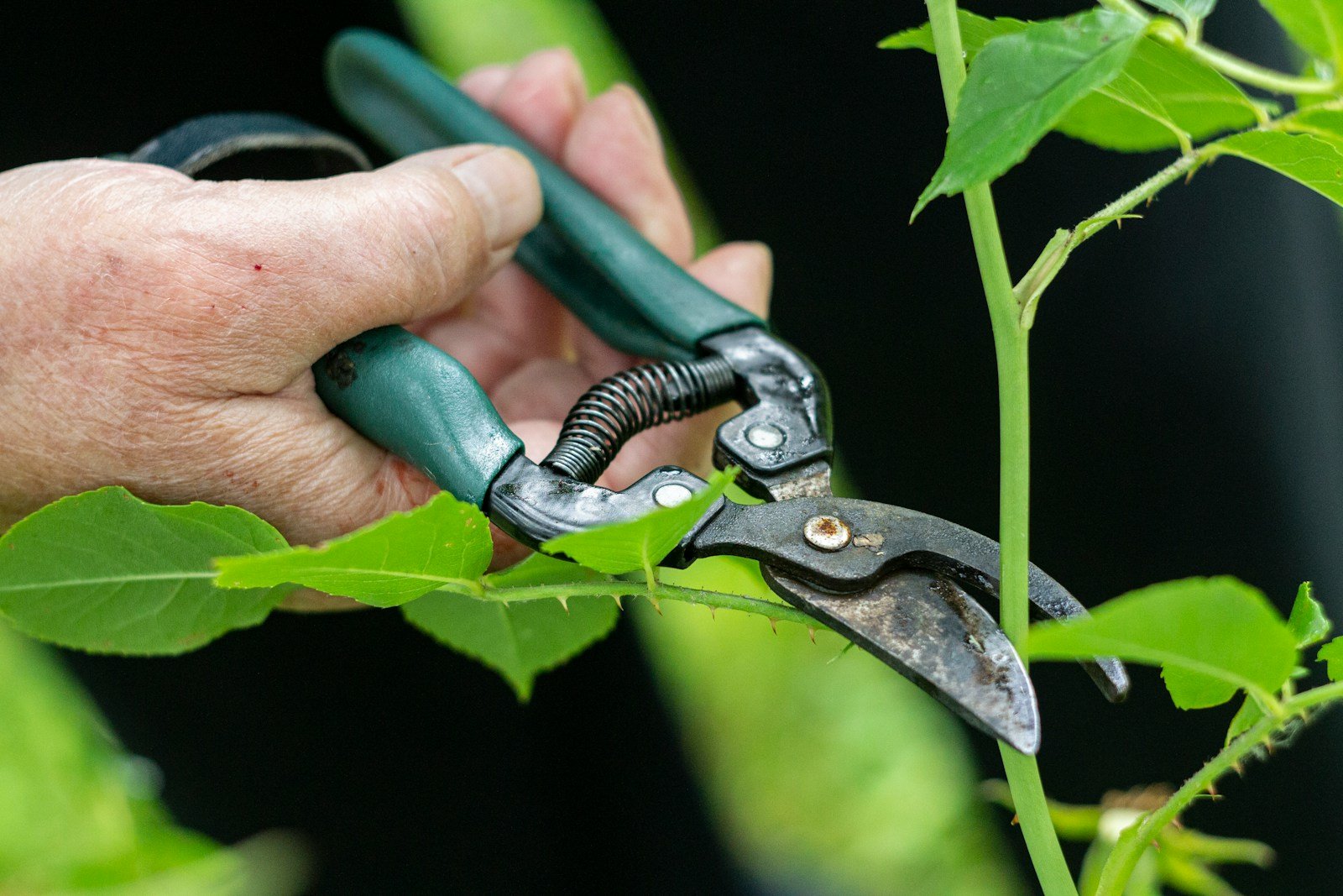 Core-Self Pruning Archives - Self-Transcendence