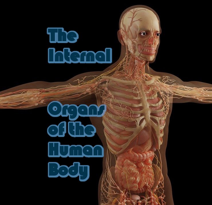 What are Human Organs? - Simple Guides